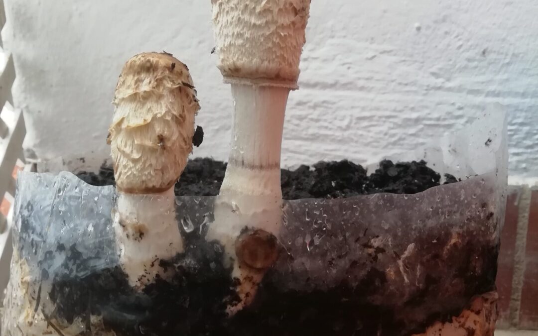 Cultivo_de_barbuda_Setacor - Setacor